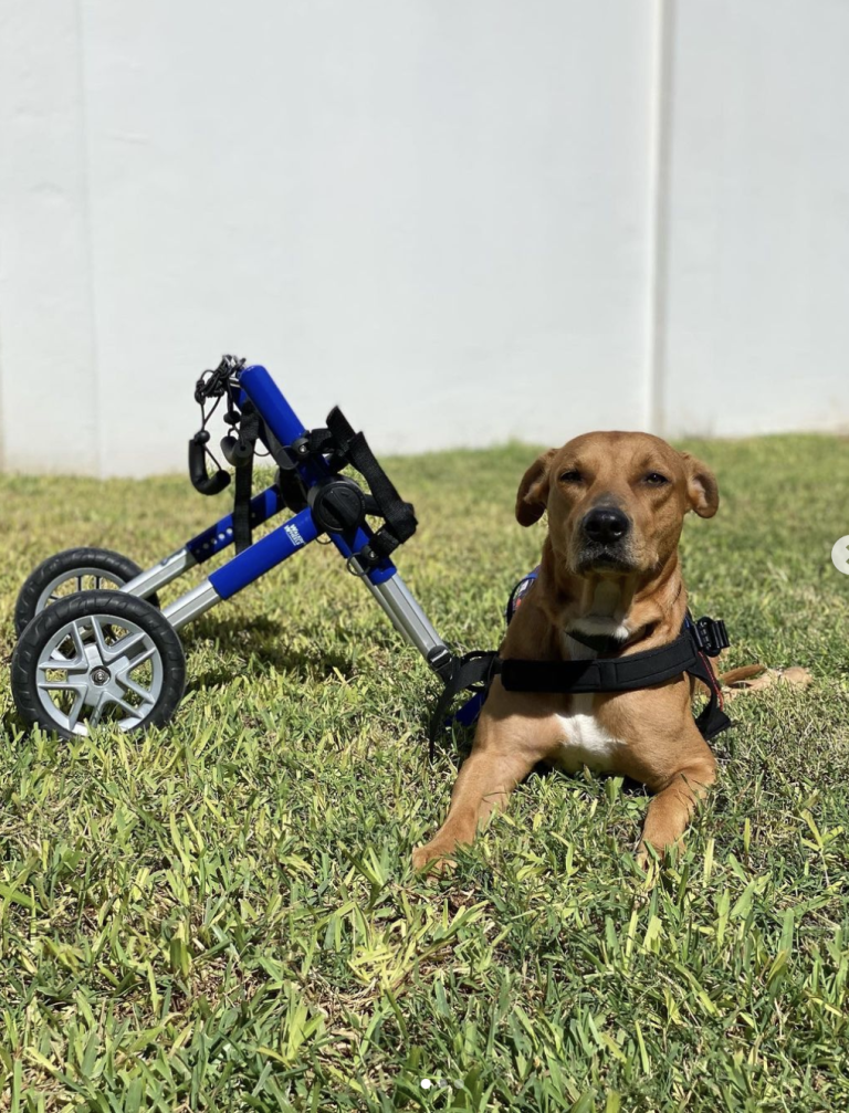 RGV Activists Expose Case of Animal Abuse in Arizona - Trucha RGV