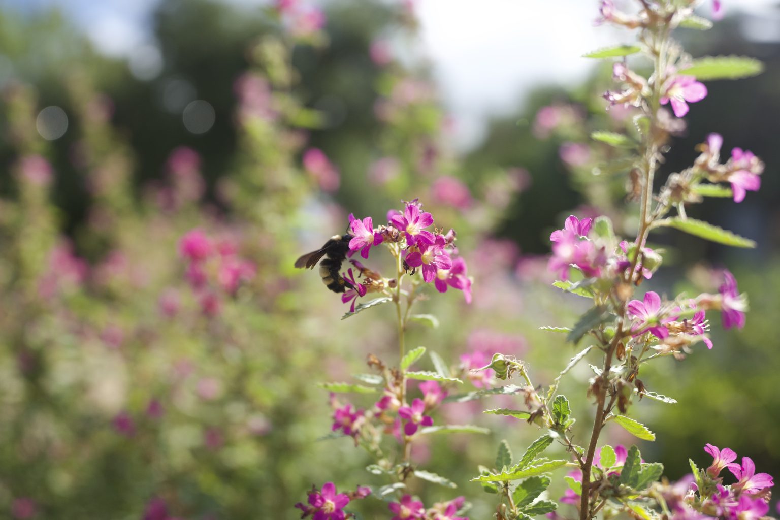 Native Plants and Eco-Friendly Landscaping in Rio Grande Valley ...