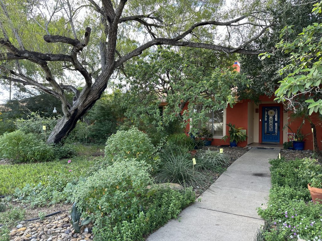 Native Plants and Eco-Friendly Landscaping in Rio Grande Valley ...