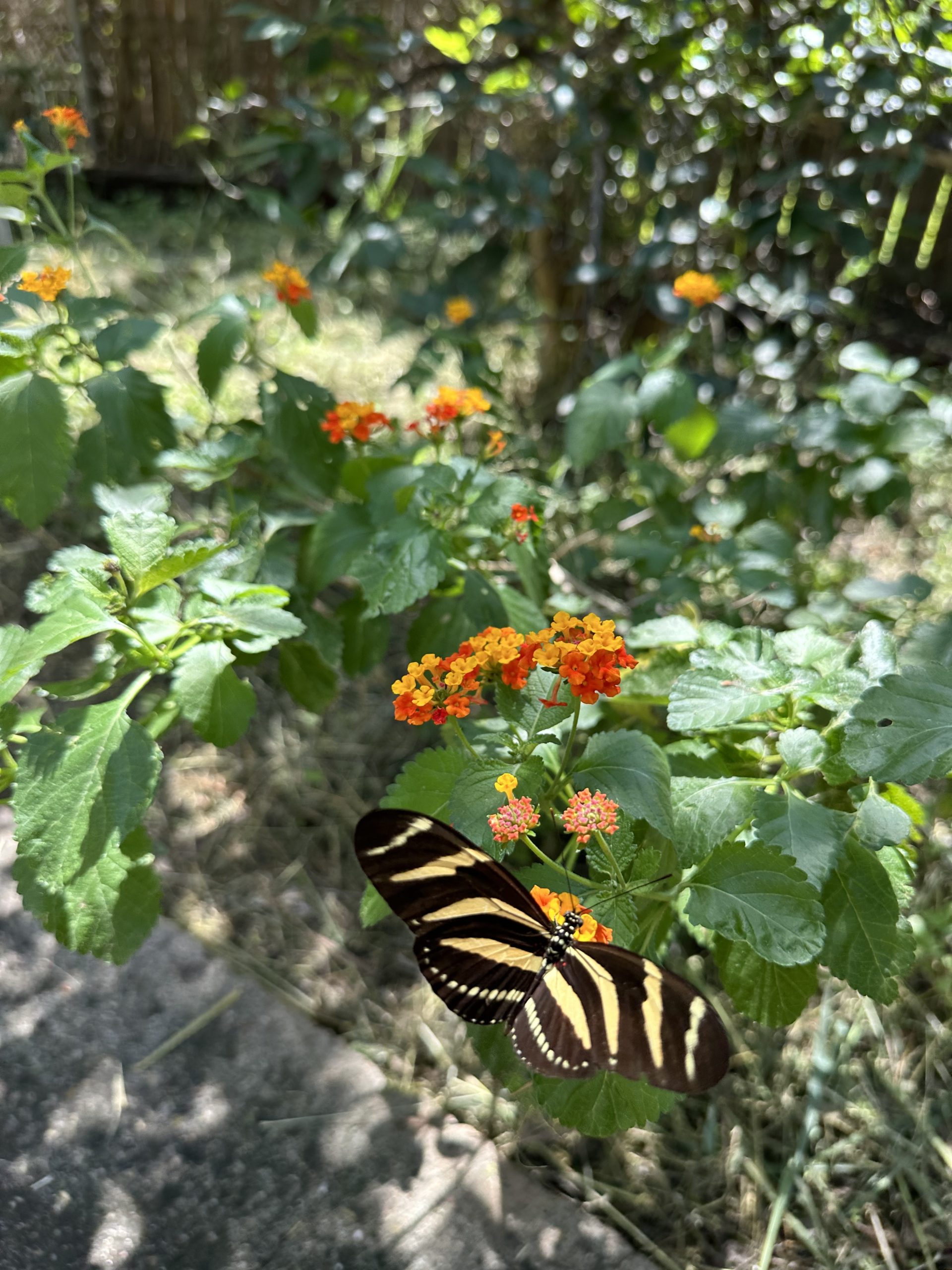 Native Plants and Eco-Friendly Landscaping in Rio Grande Valley ...