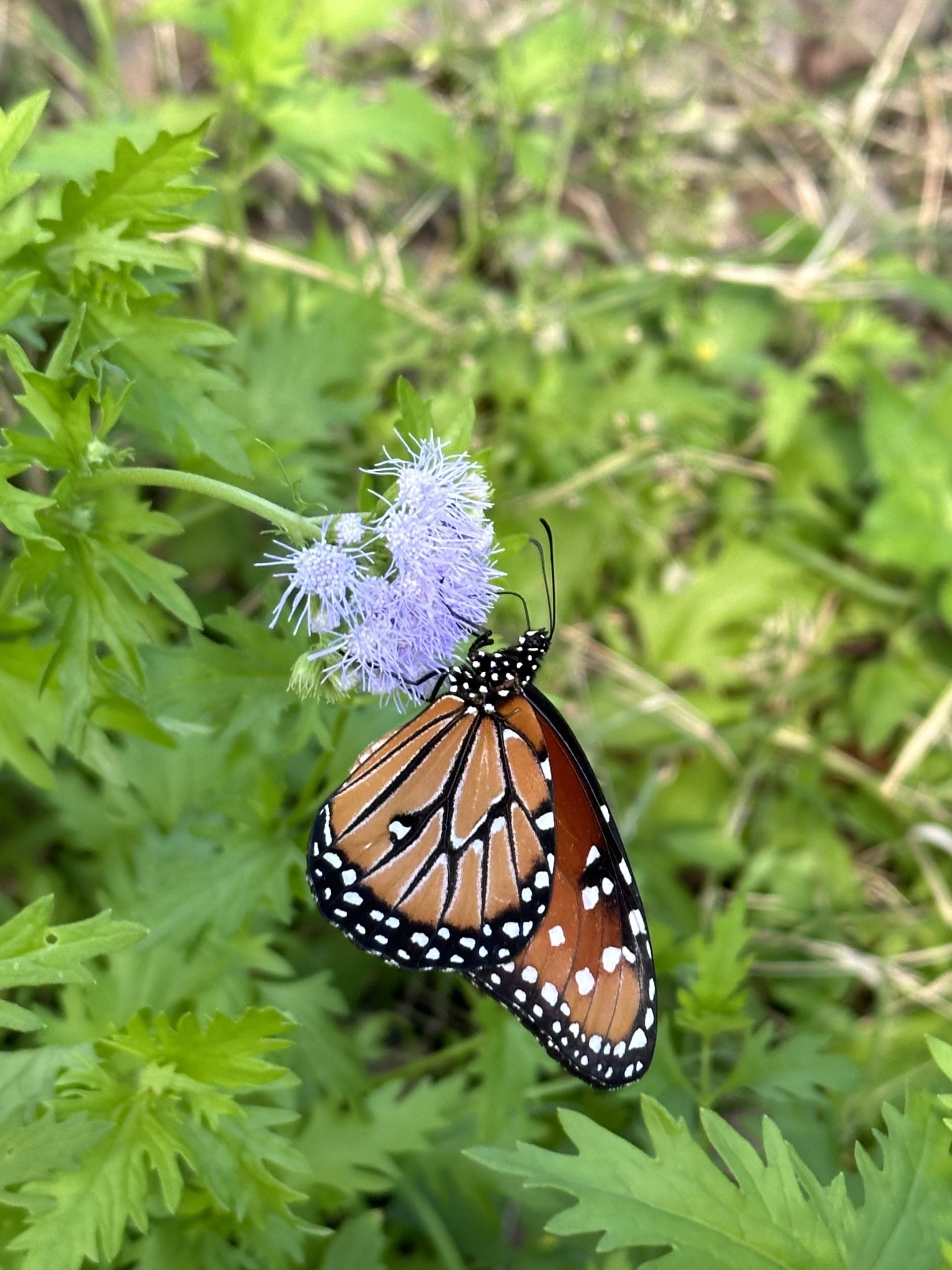 Native Plants and Eco-Friendly Landscaping in Rio Grande Valley ...