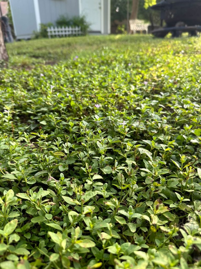 Native Plants and Eco-Friendly Landscaping in Rio Grande Valley ...